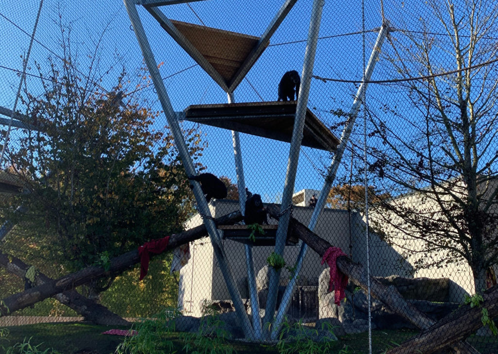 Oregon Zoo Chimps Explore new Primate Forest - CLR Design